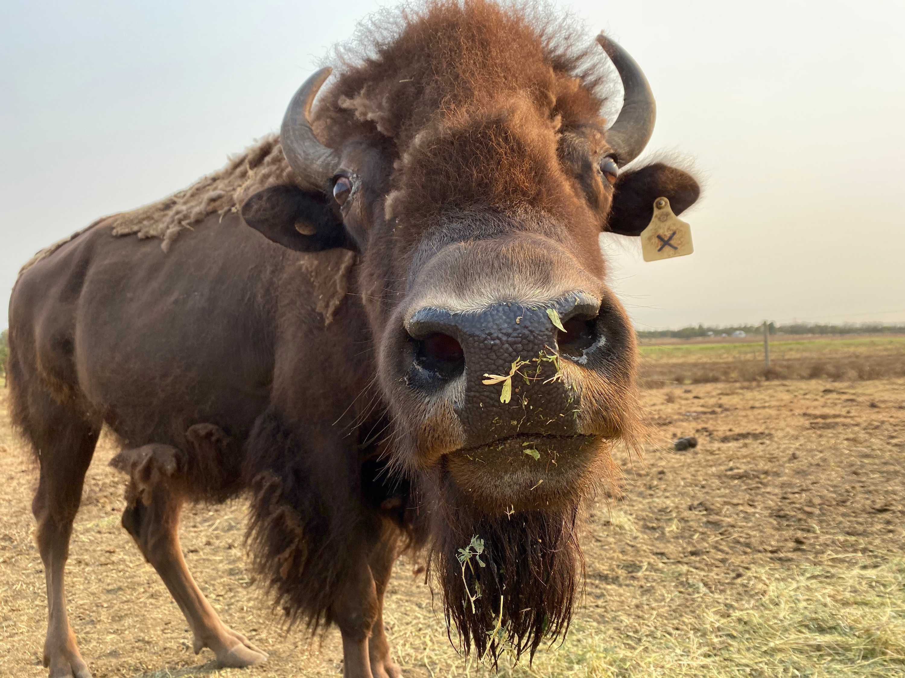 Forget North America; bison are roaming one NSW village - ABC listen