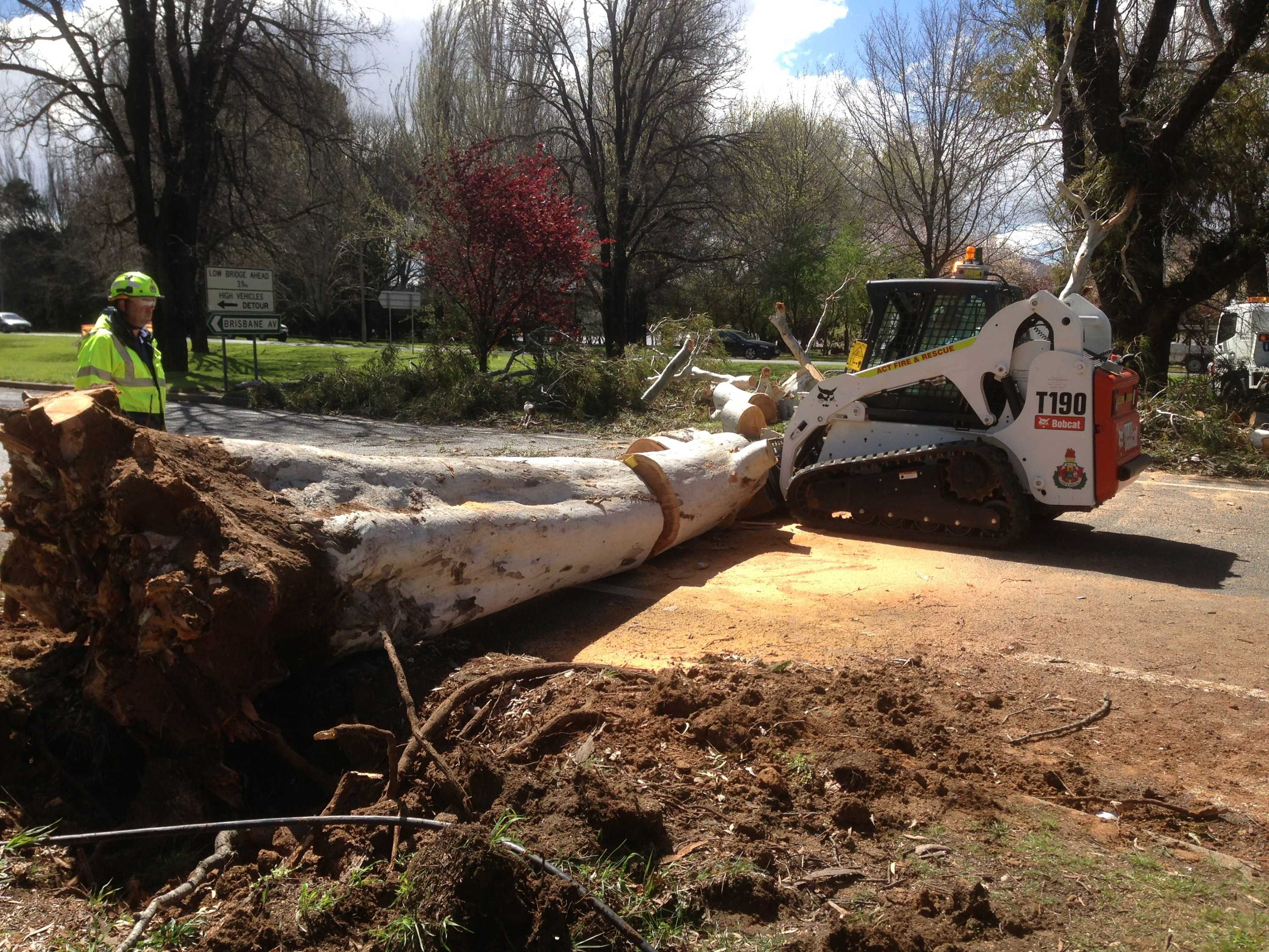 Wild winds bring down trees, cut power in Canberra - ABC News