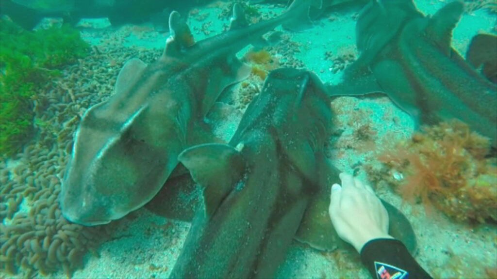 Researchers track the secret lives of sharks to better understand ...