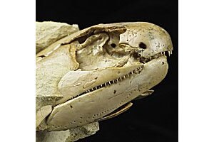 Ancient fish was advanced for its age - ABC News