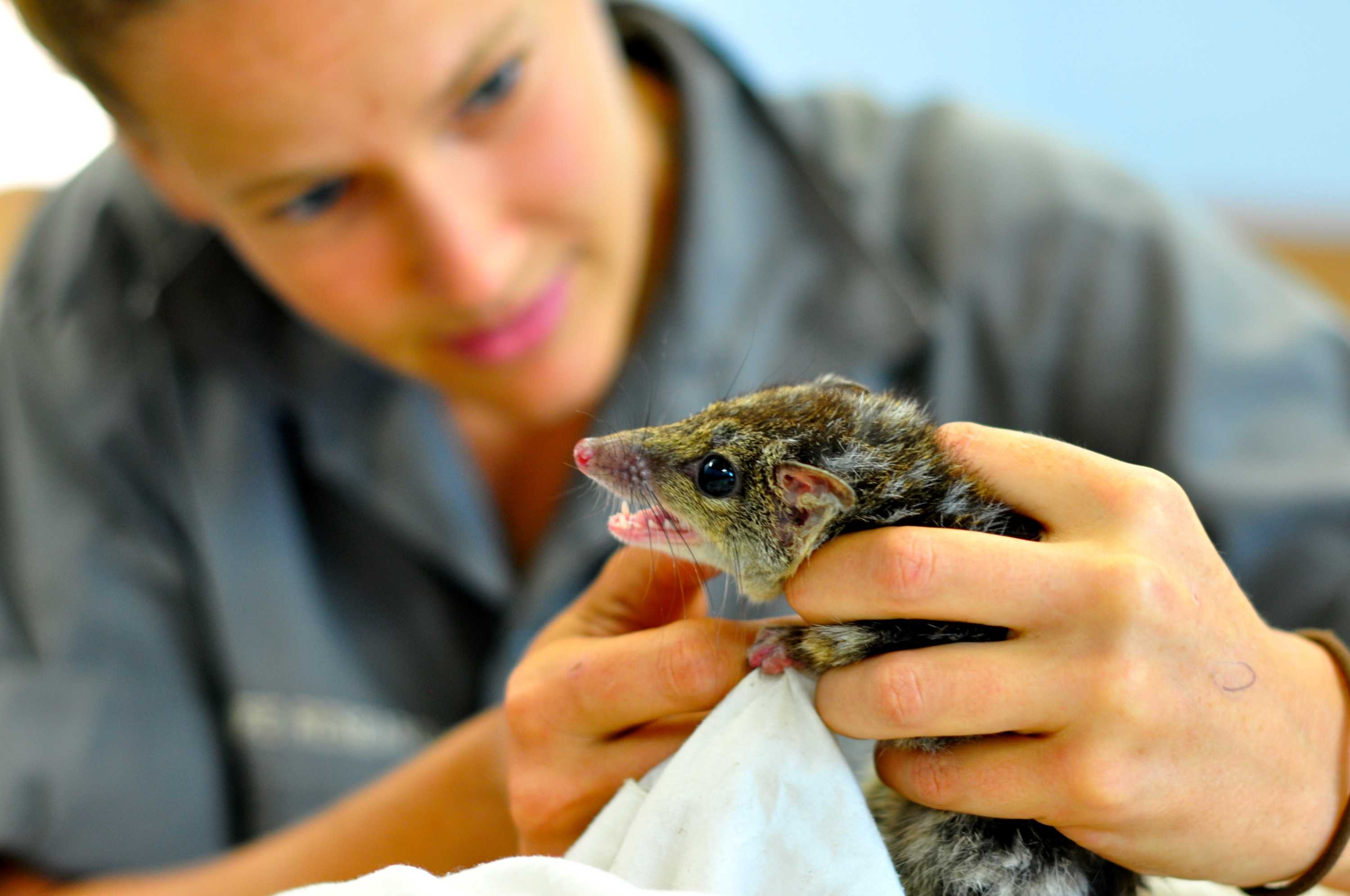 The search for a mate always ends in death for male northern quolls ...