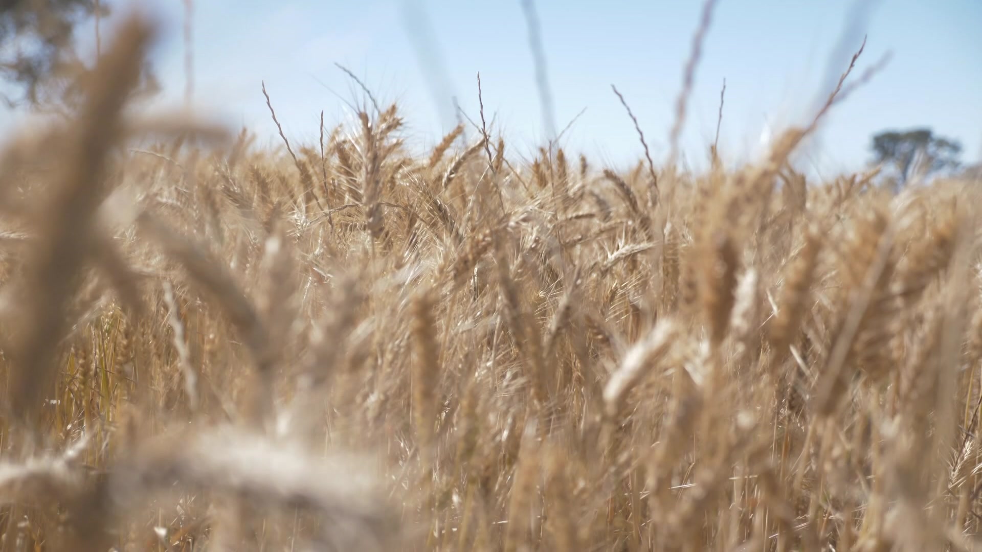 Grain of Hope: Grand plan to donate 100 tonnes of wheat to Sudan - ABC News