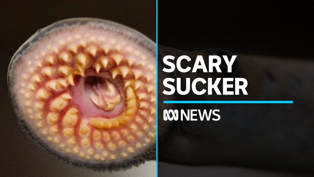 Jawless blood-sucking fish makes a comeback in Murray River system ...