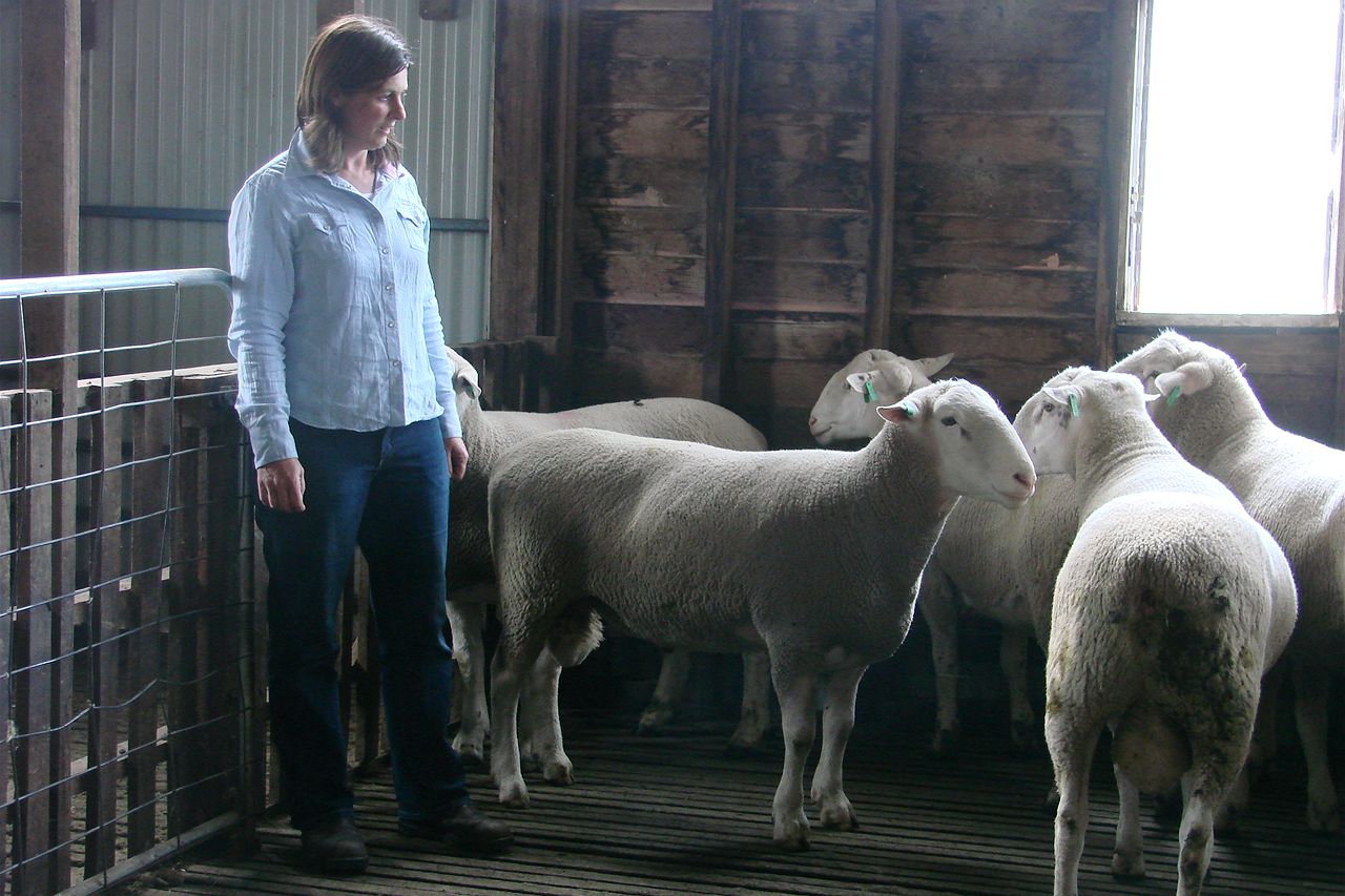 Sheep secrets revealed in rams' DNA - ABC News