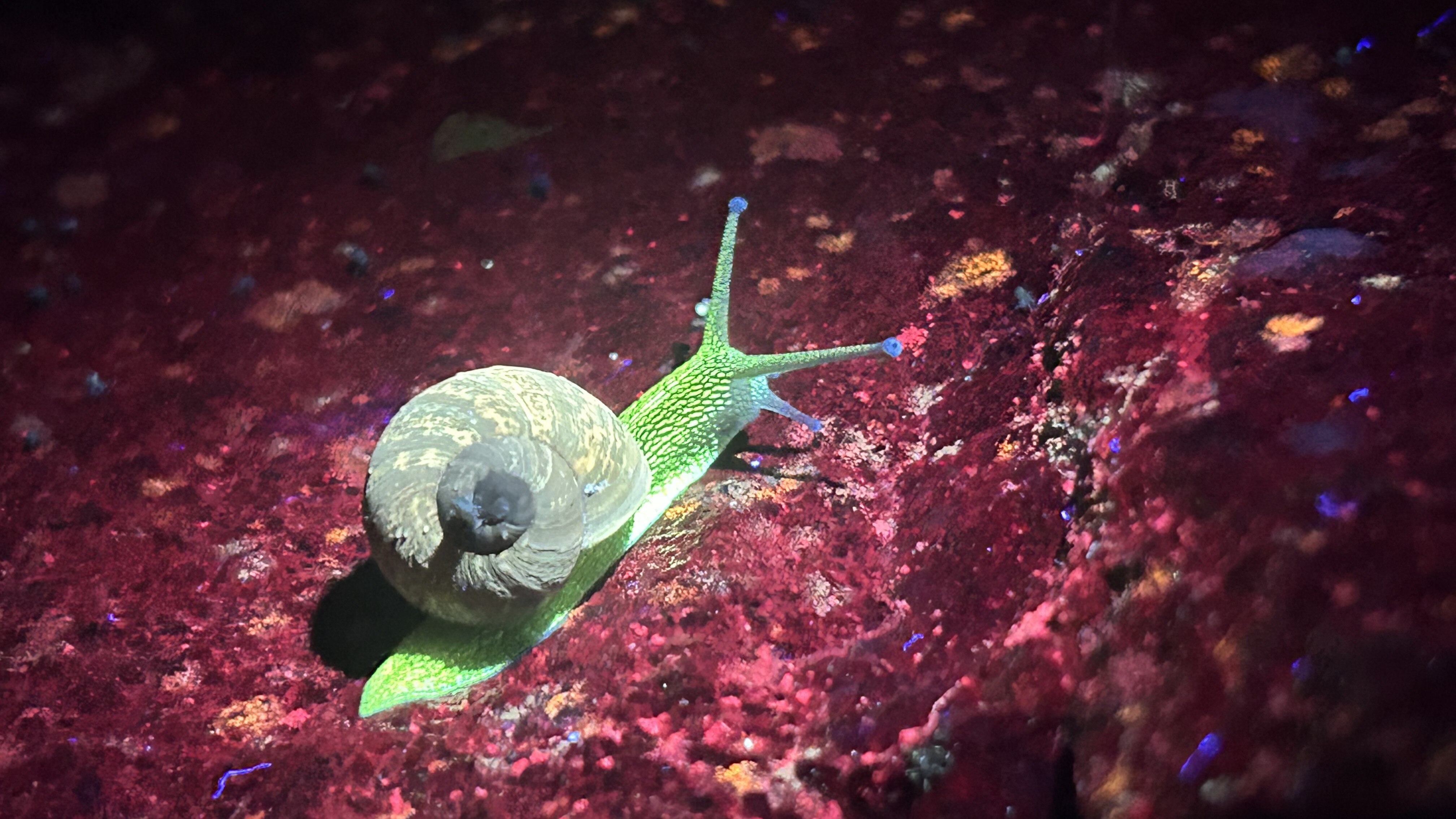 Glowing animals spotted on UV night walk along Hobart Rivulet - ABC listen