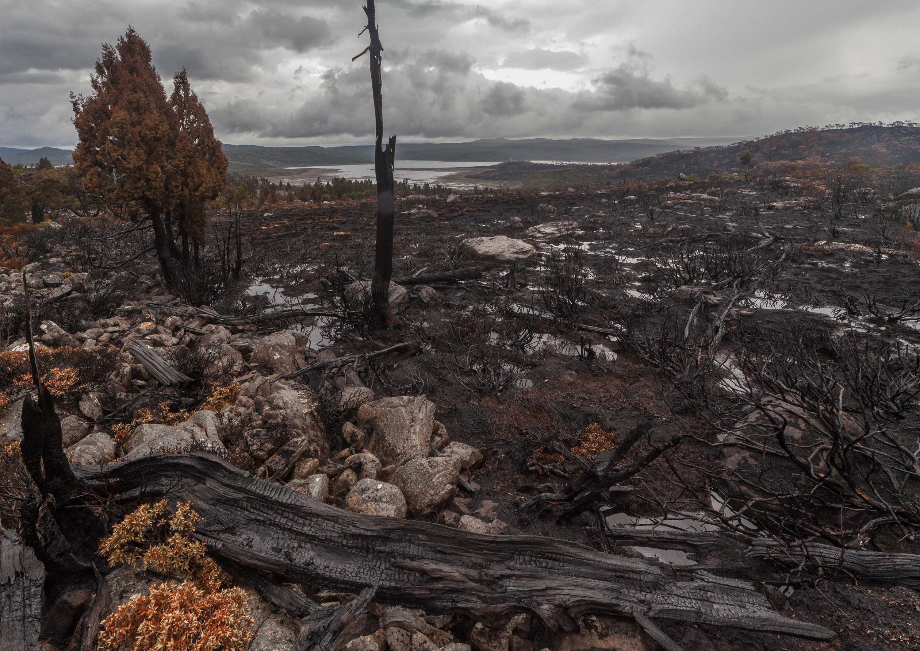 Greenpeace to use aerial vision of World Heritage Area bushfire damage ...