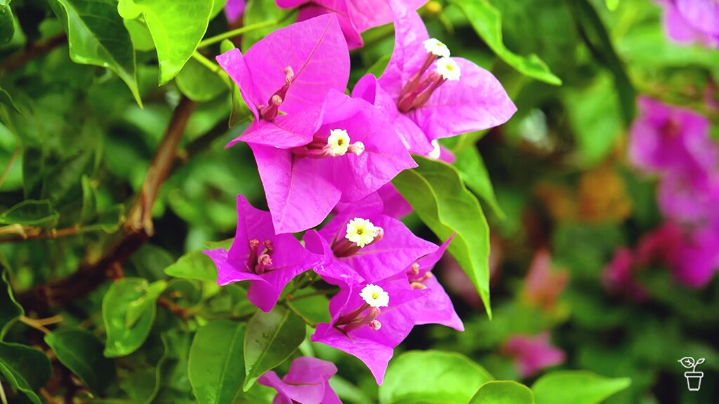 Top Tip | Climbers in Pots - Gardening Australia