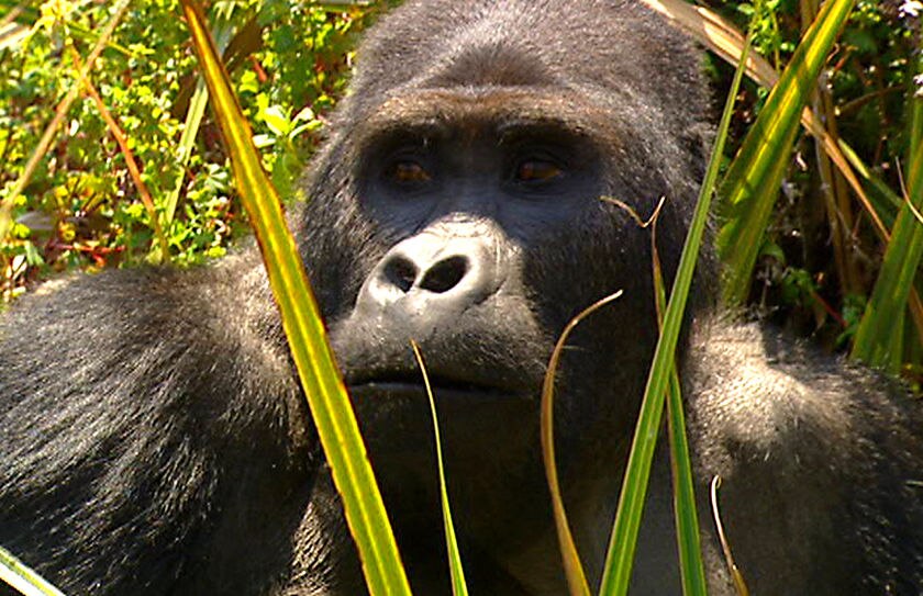 DRC - The Congo Connection - ABC News