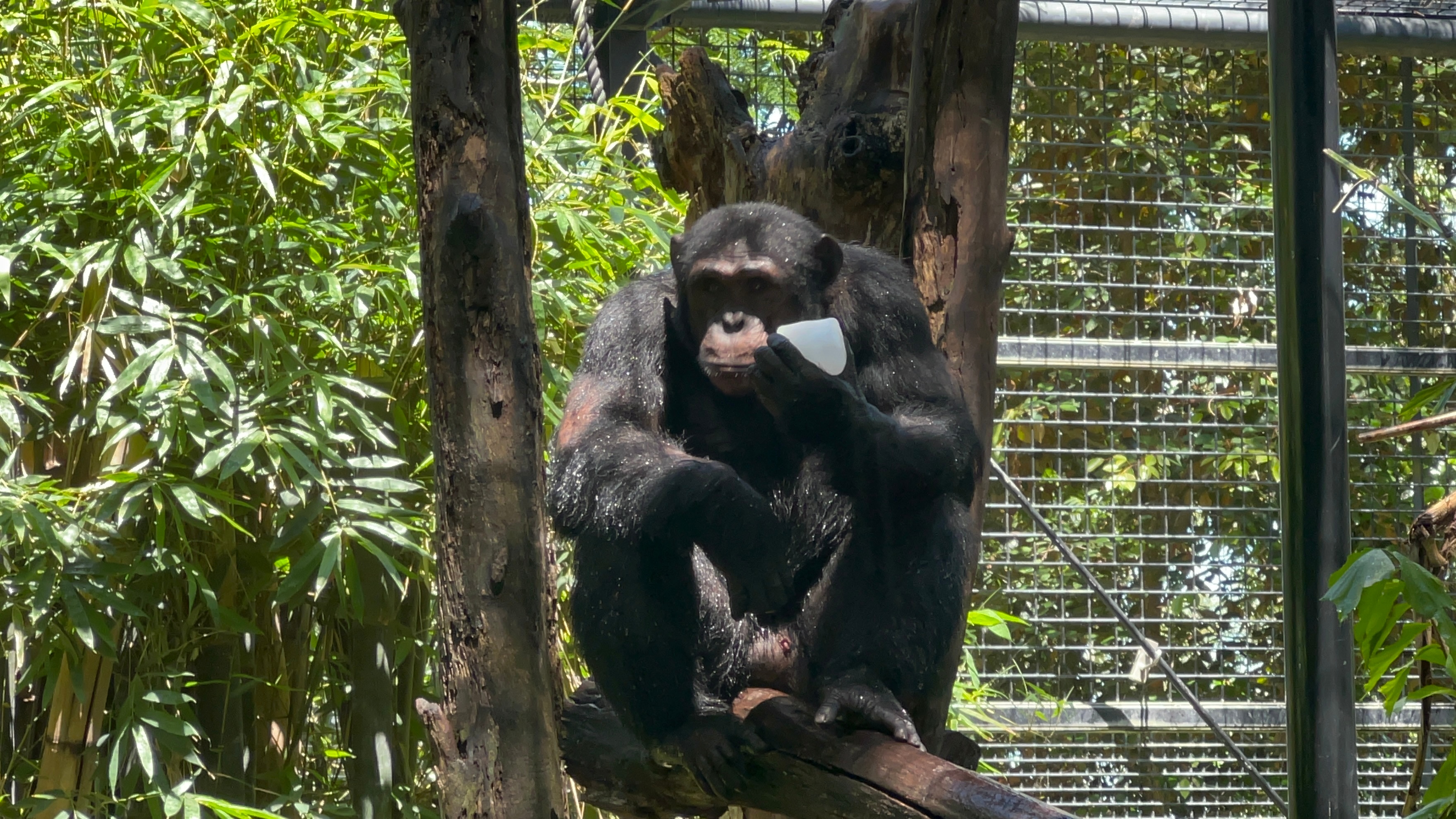 Michelle Gately - ABC News