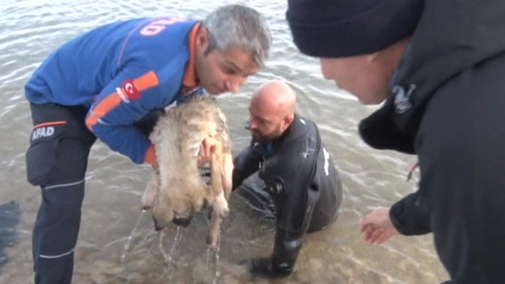 Turkish police officer cuts through ice in frozen lake to save stranded ...