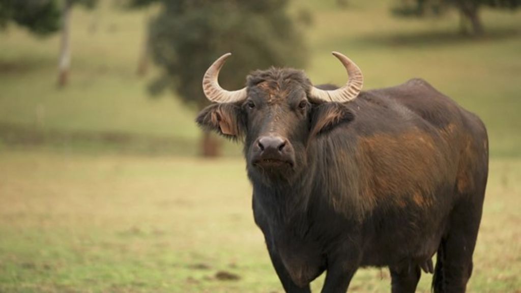 Buffalo Business: Pioneering buffalo farming in Queensland - ABC News