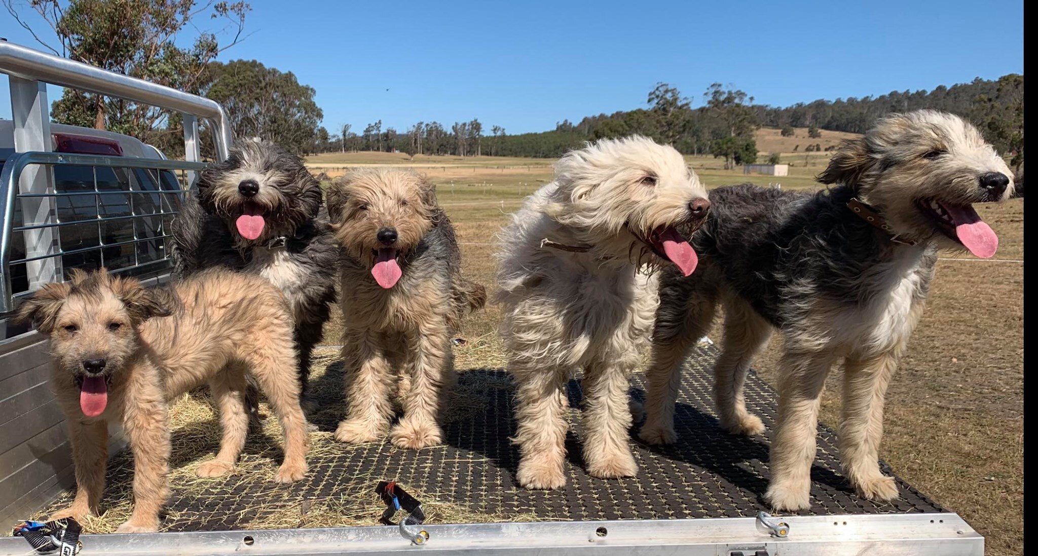 How the Smithfield dog breed went from London meat markets to working ...