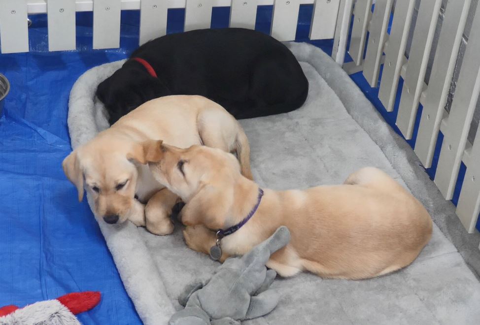Guide dog graduation - ABC Central Coast