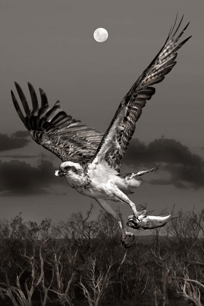 Australian Story: David Rennie tames his demons with photography - ABC News