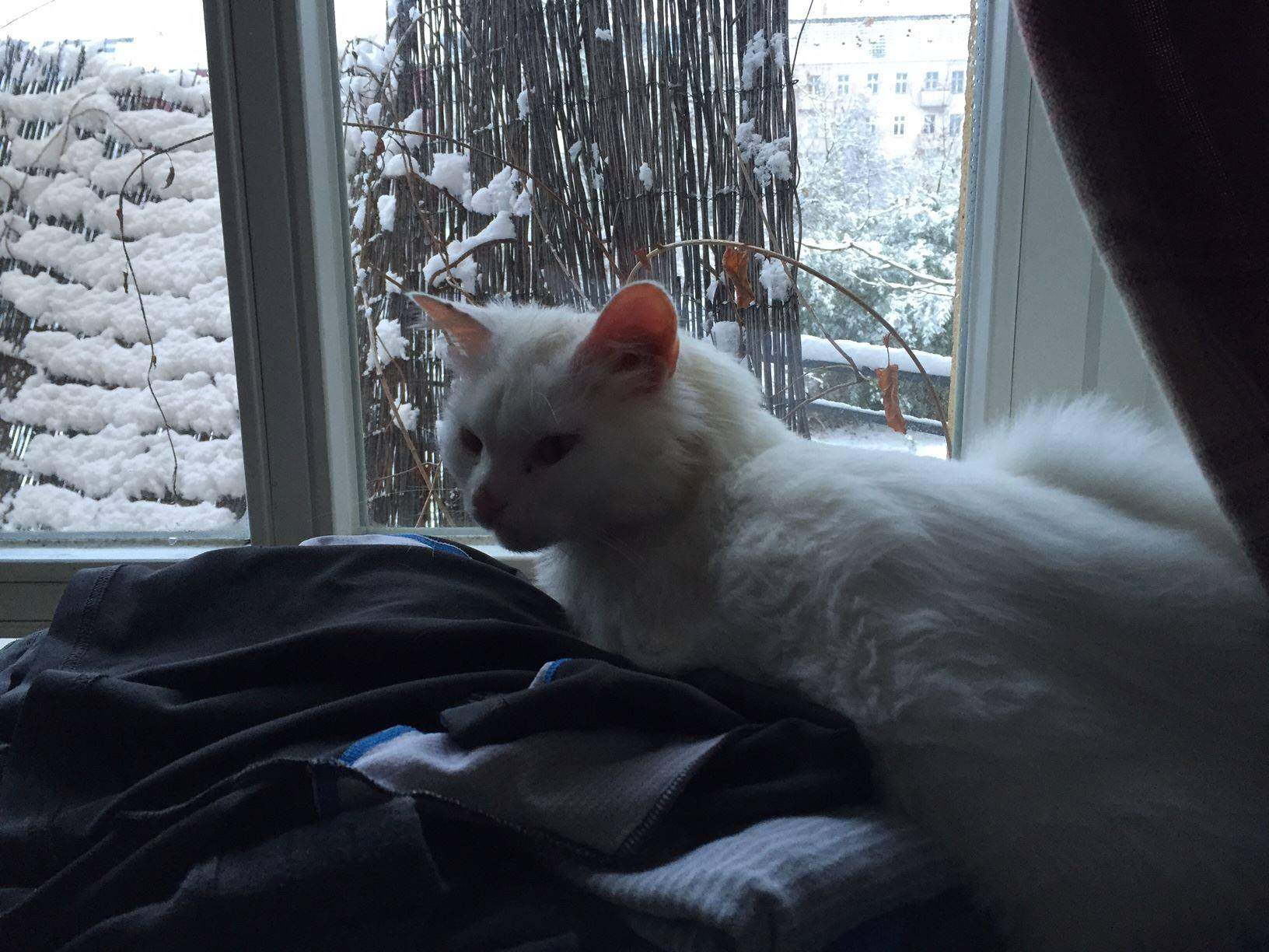 'Refugee cat' Kunkush reunites with Iraqi family after four-month, 4 ...