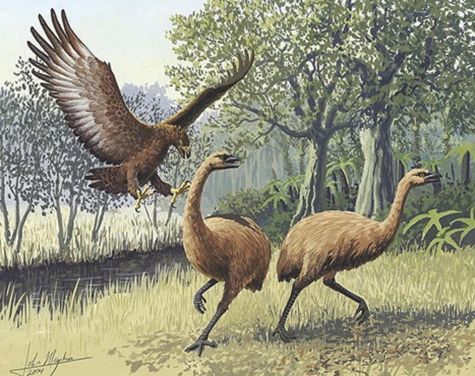 Australian cassowary and emu no replacement for New Zealand's missing ...