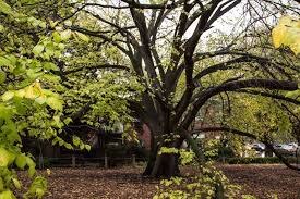 Elm leaf beetle & the future of our elm trees - ABC Adelaide