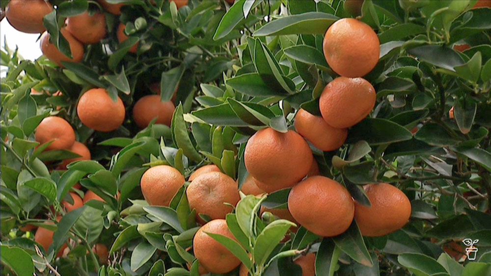 Create an Orchard - Gardening Australia