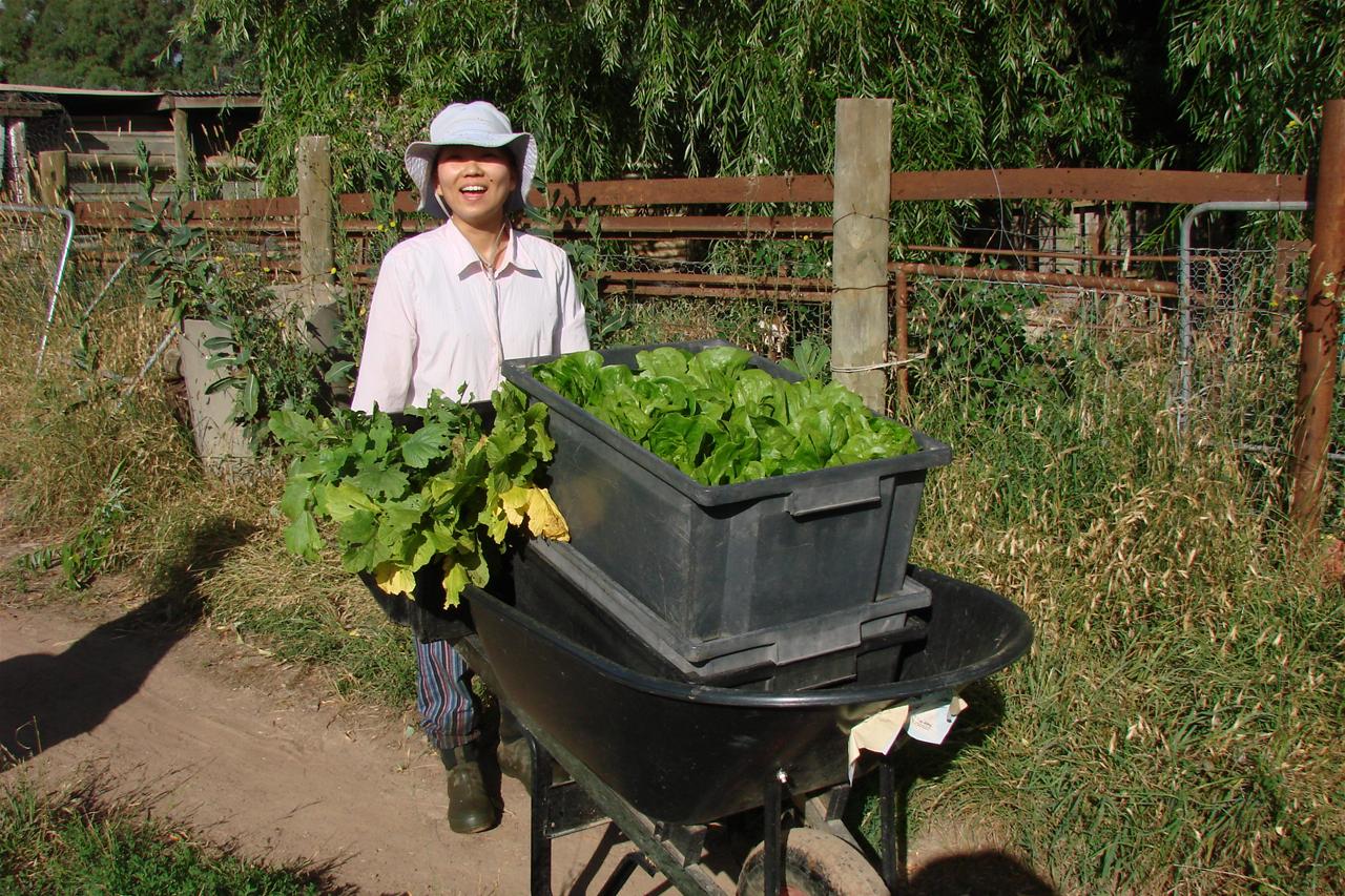 Organic farmers advised to avoid Nutri-Tech products - ABC News