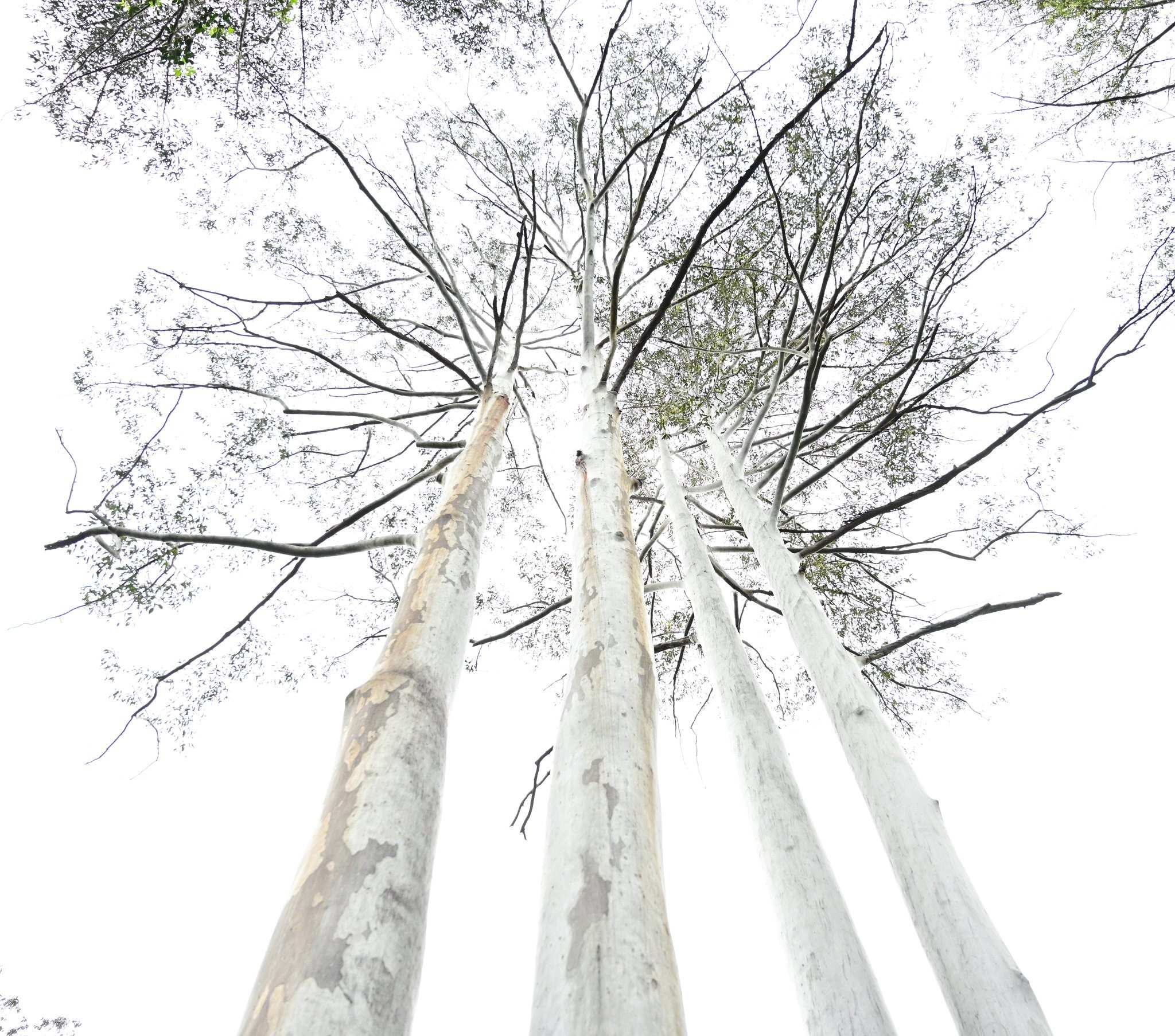 Why do leaves fall off Trees? - ABC Kids listen