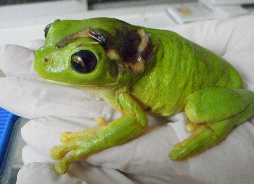 Mount Isa frog hops on flight to Cairns for life-saving medical ...