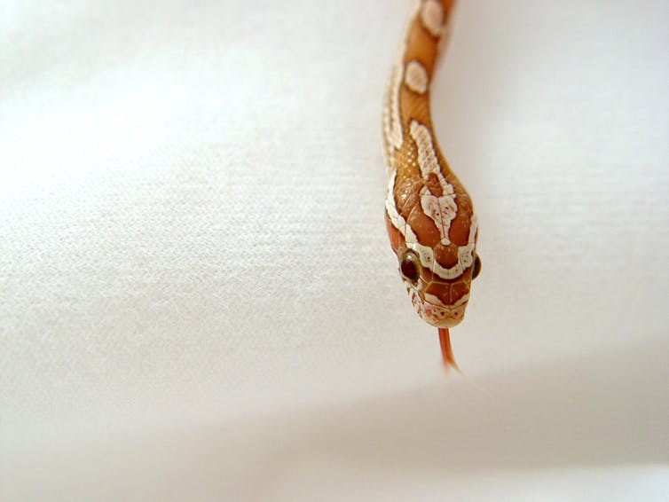 How do snakes make an "sssss" sound with their tongue poking out? - ABC ...