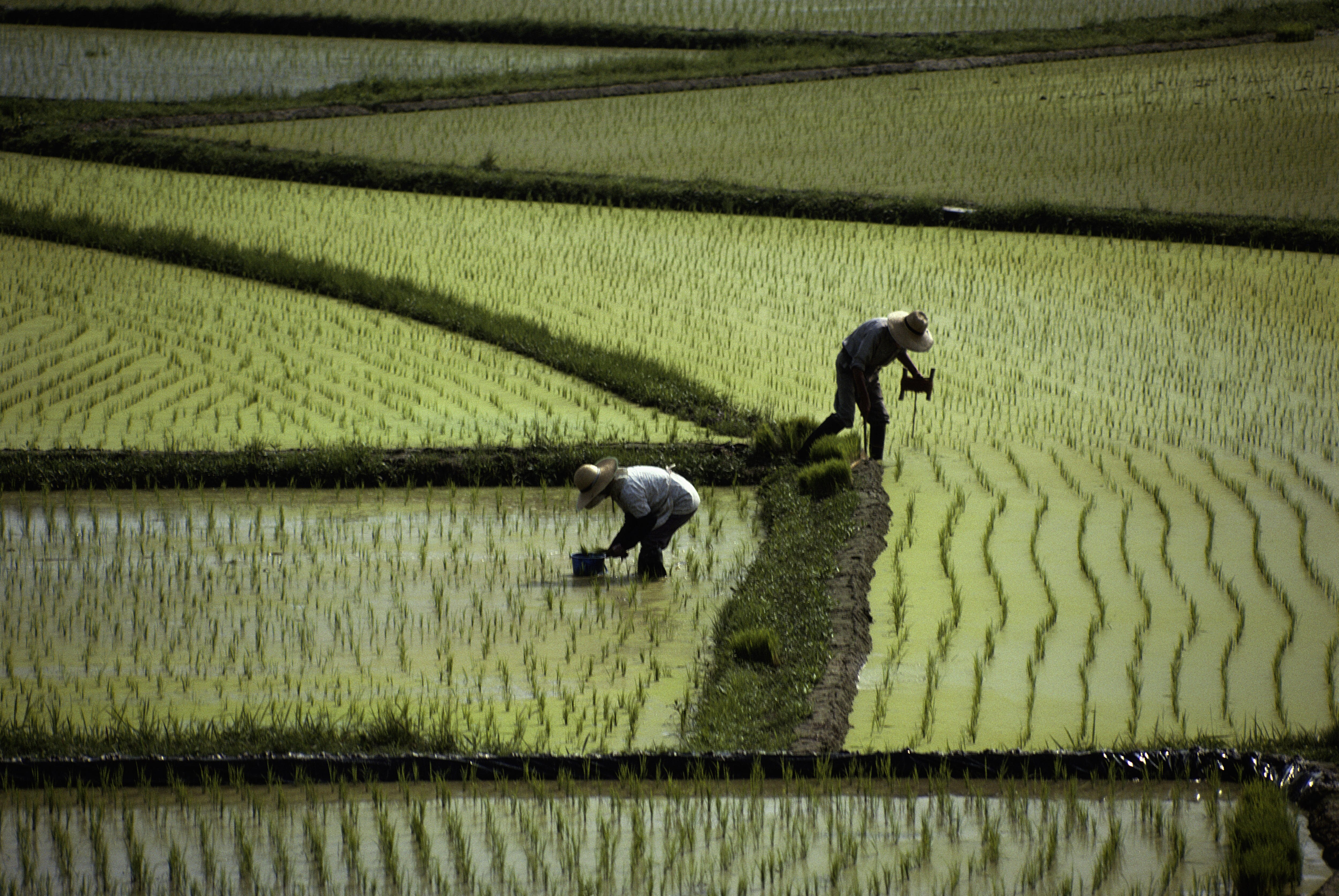 Is Japan really running out of rice? - ABC listen