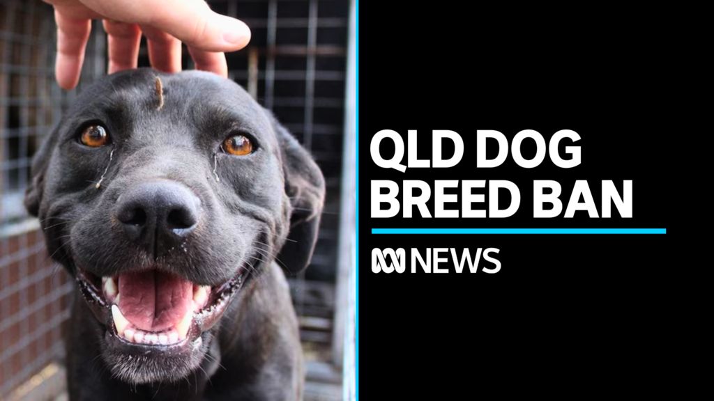 Queensland government to increase penalties for dangerous dogs - ABC News
