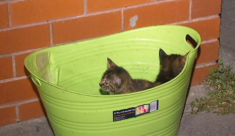 Kittens saved as firefighters battle a spate of fires - ABC News