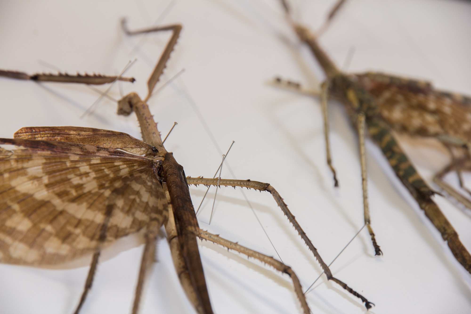 Insect collection worth $100m providing answers to science, technology ...