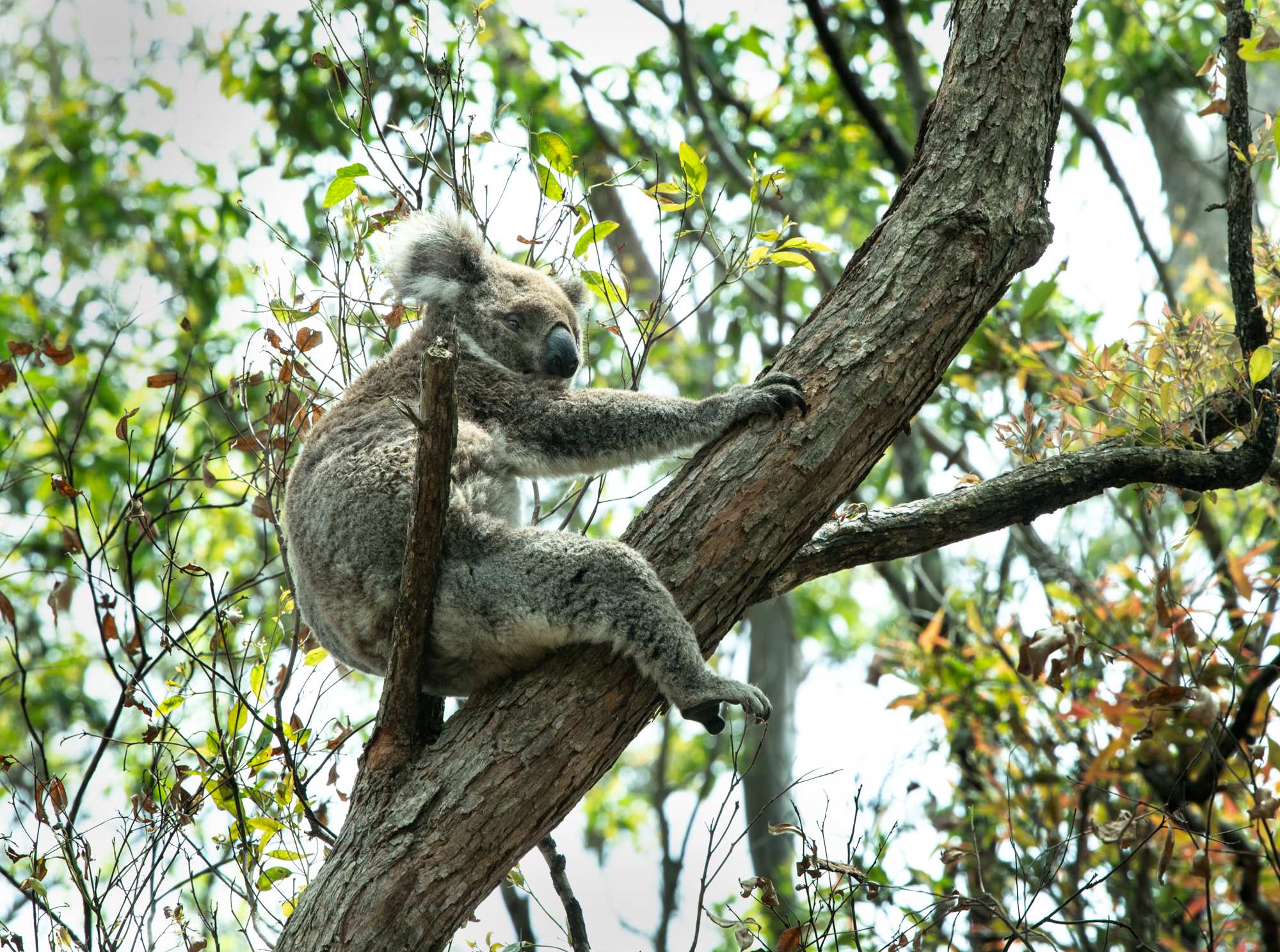 Queensland deputy premier reveals master plan for 900,000 new houses in ...