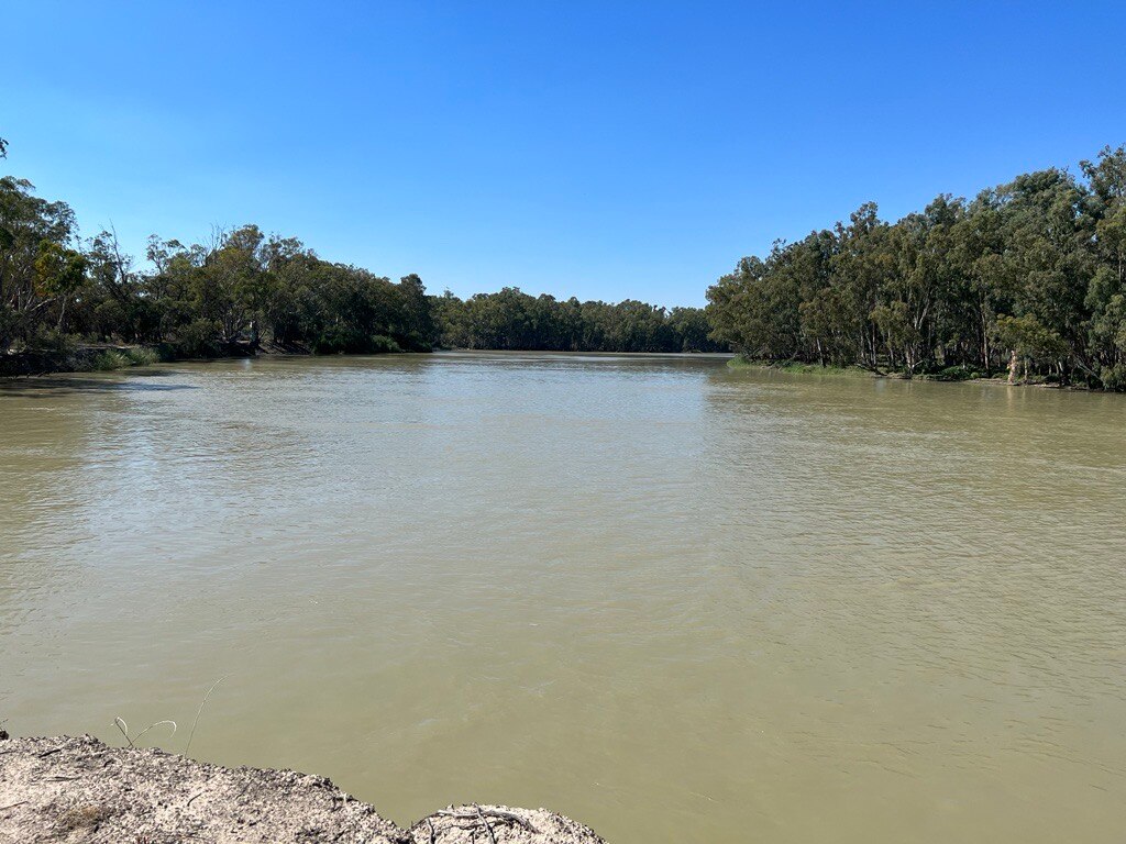 Murray River flows on the rise - ABC listen