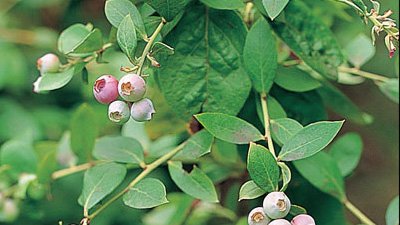 Vaccinium - Gardening Australia