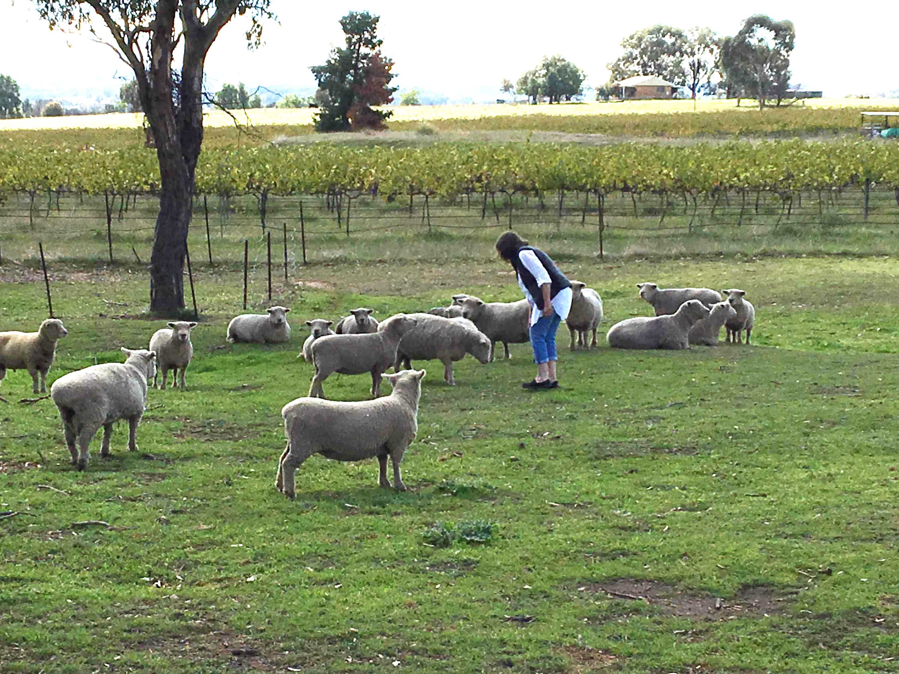 Birthing small sheep assisted by YouTube all a part of maintaining a ...