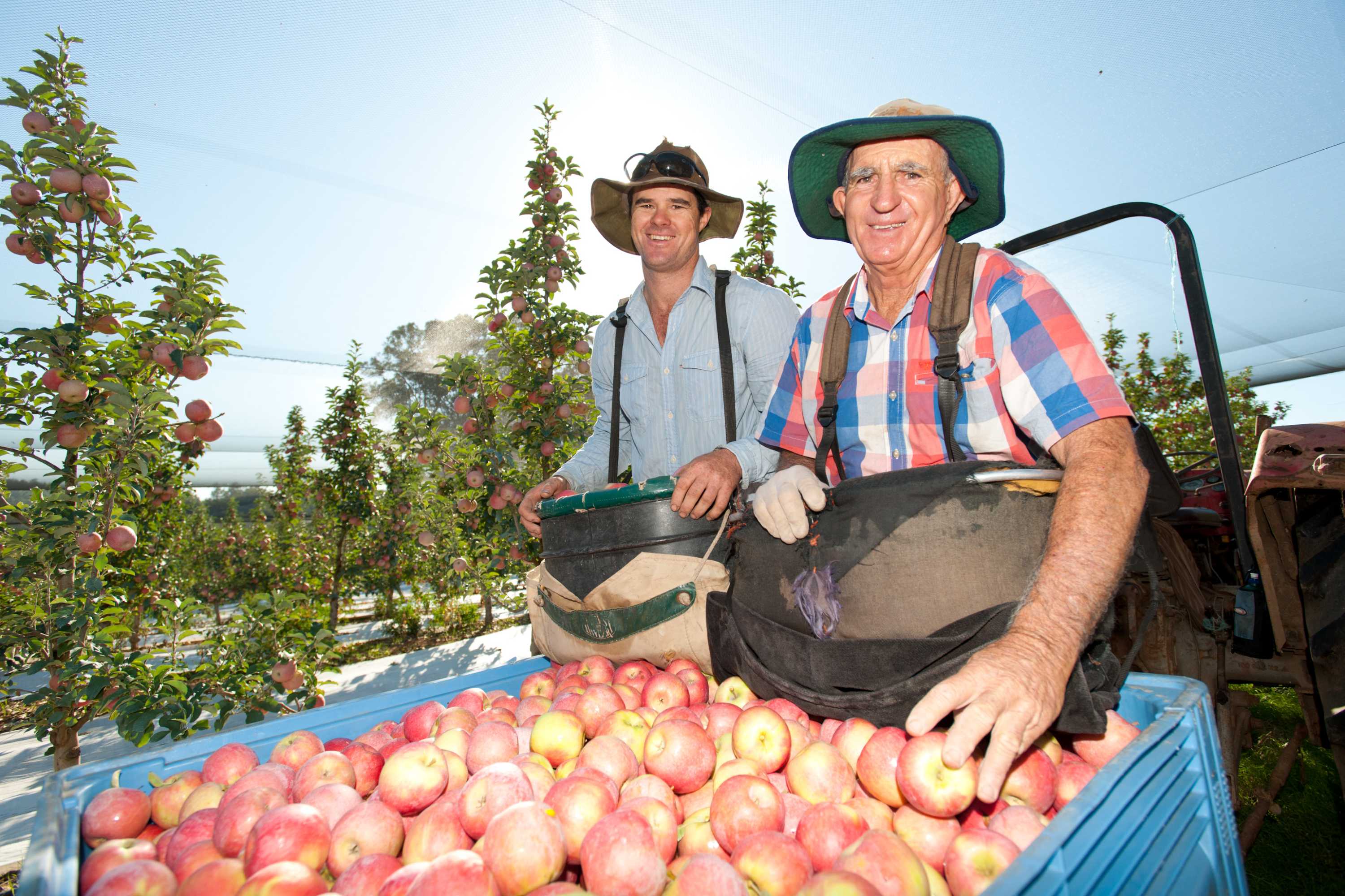 Early Pink apple variety could offer marketing advantage to orchardists ...