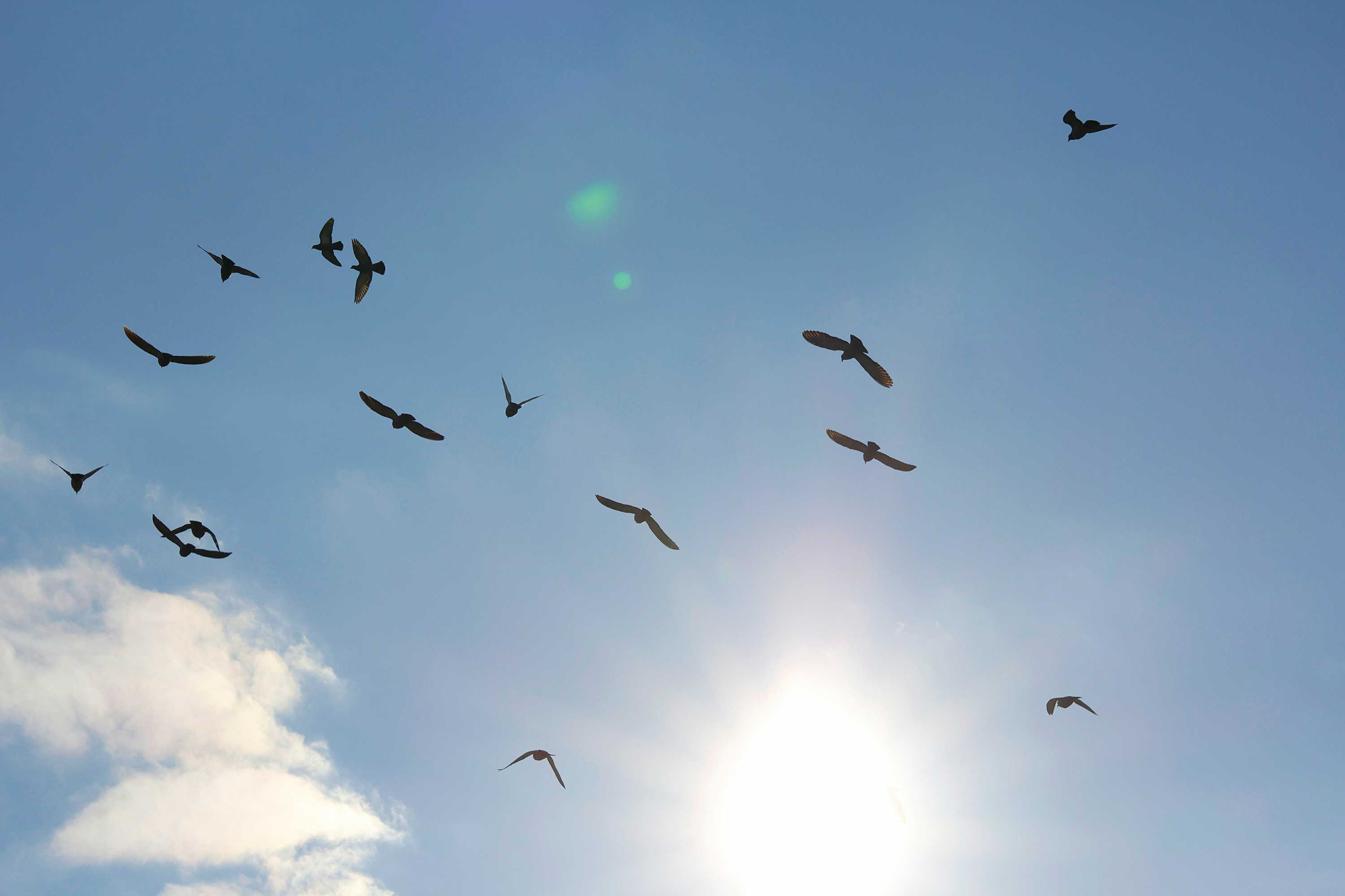 Invasive bird species need suitable climates and other aliens to ...