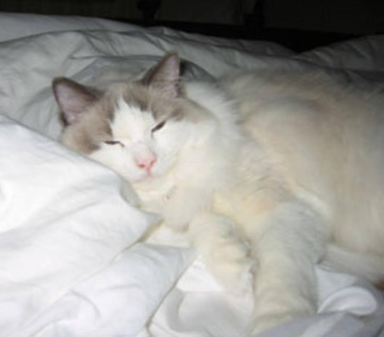 Meet Barbara - ABC listen