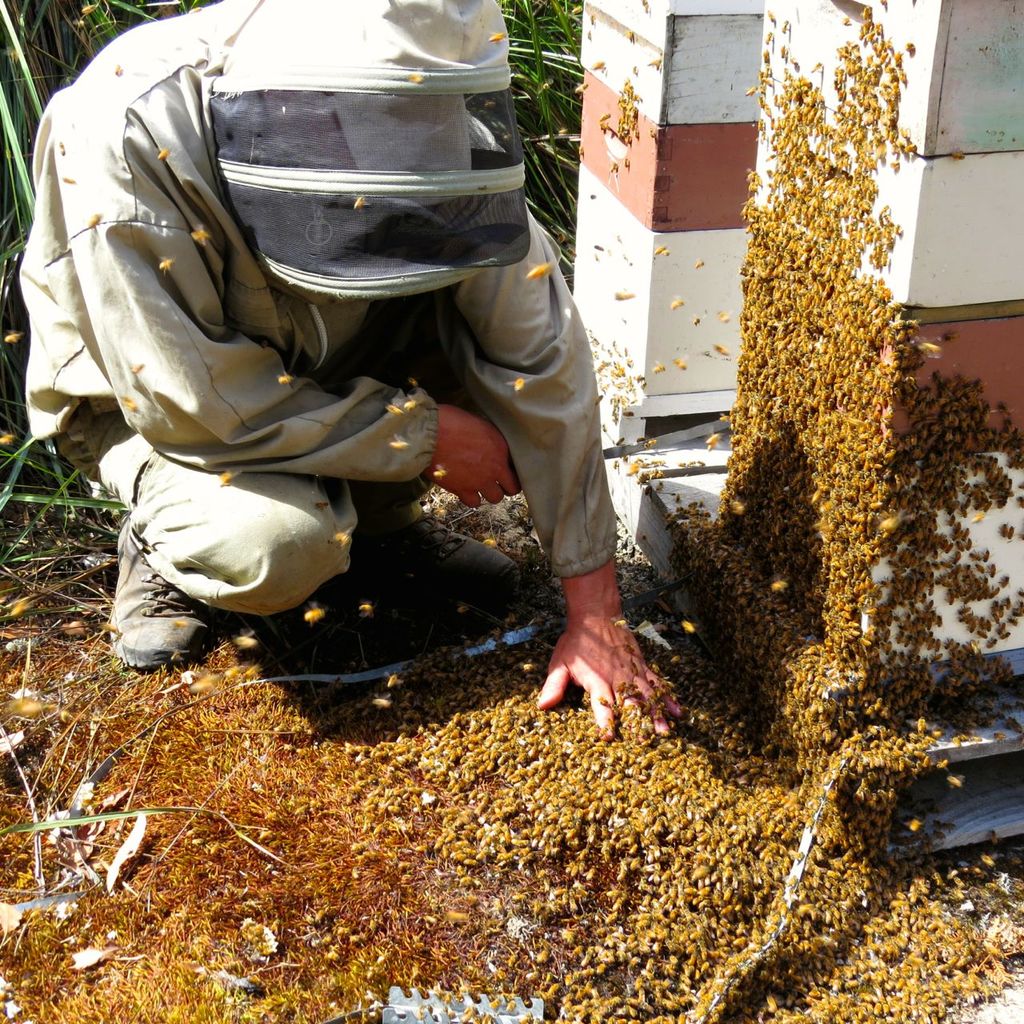 Honey Tasmania loses 10pc of business as 24 beehives stolen - ABC News