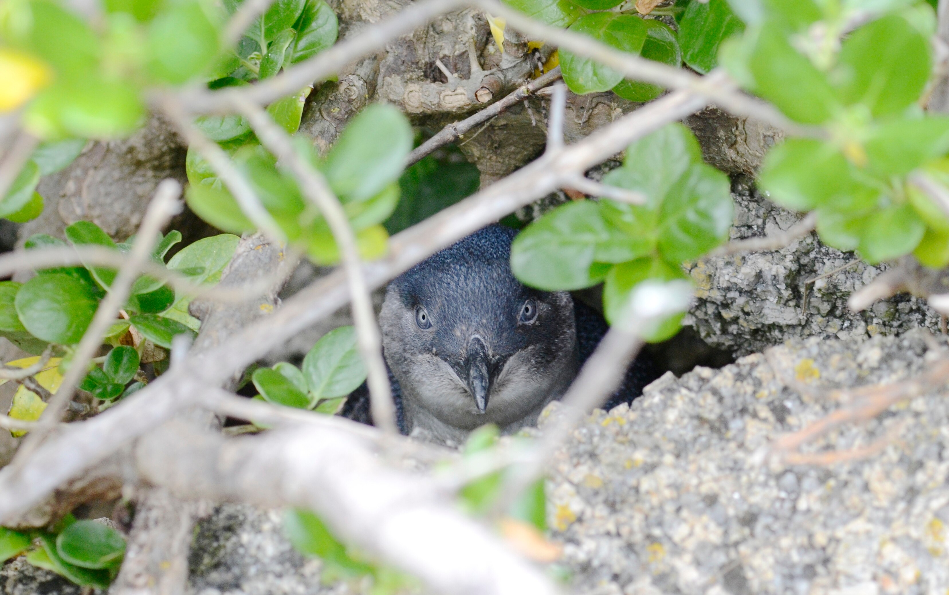 Dogs wiping out Tasmanian little penguin populations, with pet owners ...