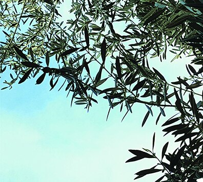 Tim Stevens: December music - ABC listen