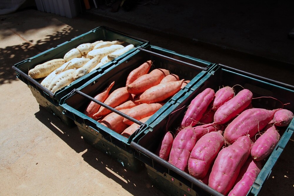 Old-fashioned farming turns organic sweet potato growers' business into ...