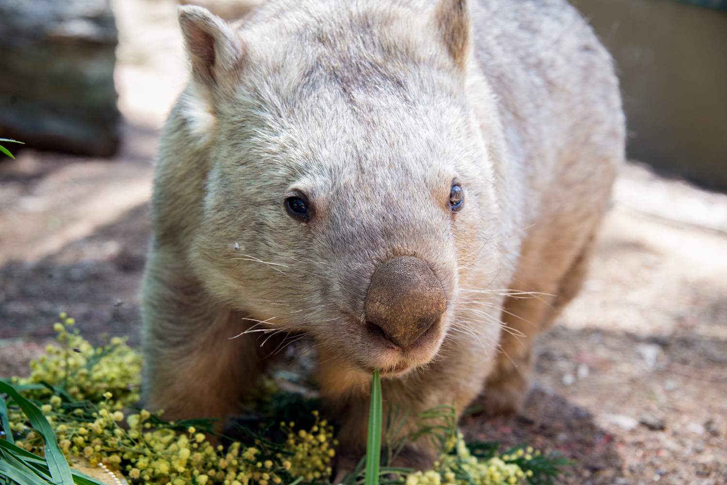Winnie the wombat: Australia's oldest wombat celebrates 31 years - ABC News