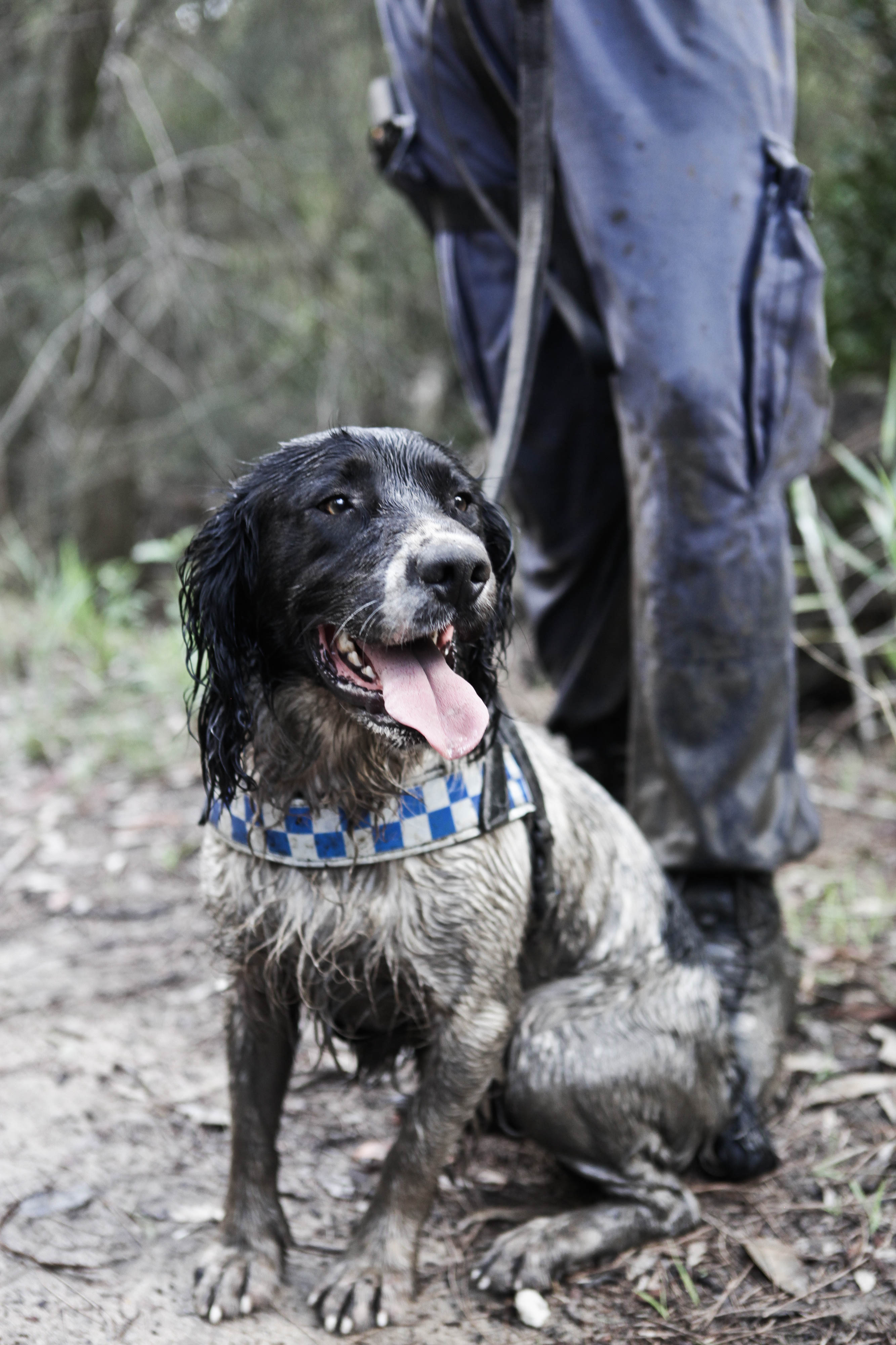 Cadaver dogs are some of Australia's most specialised canines. What's ...