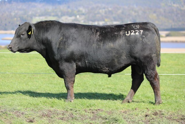 Angus bull fetches huge price - ABC listen