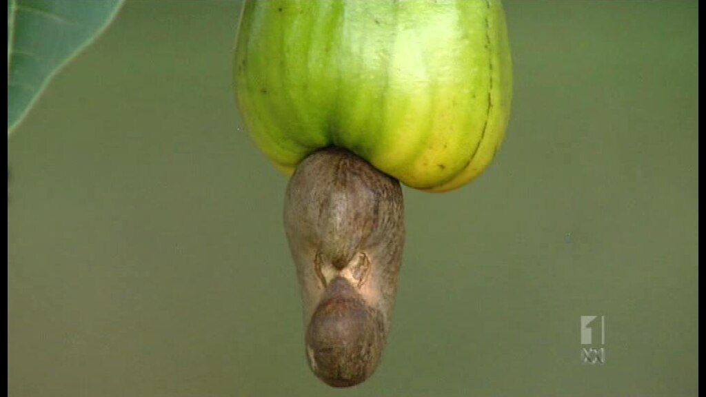 Dimbulah - 4872 - Location - ABC News