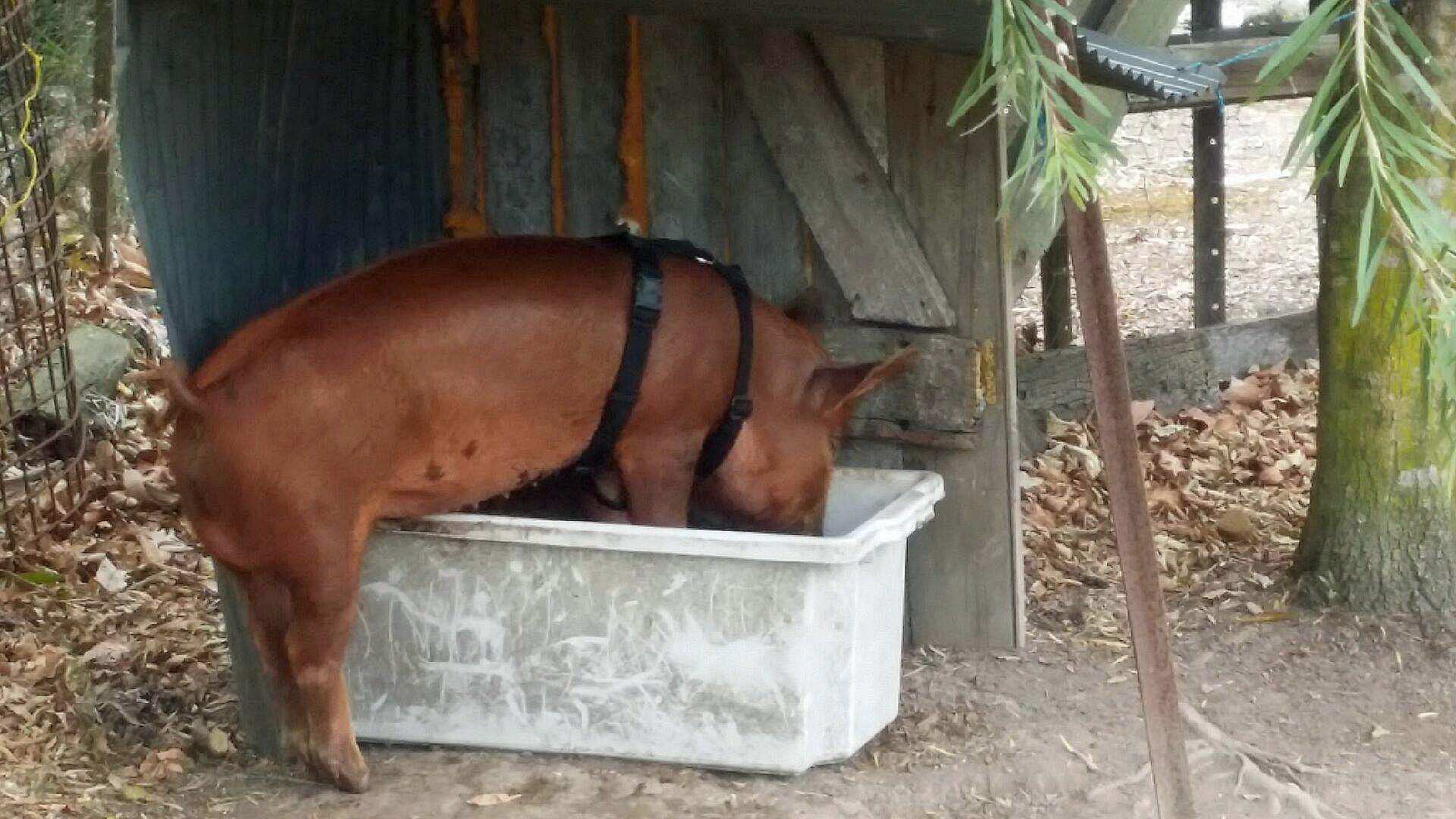 'Ballsy' red-haired pig named after Pauline Hanson returns home - ABC News