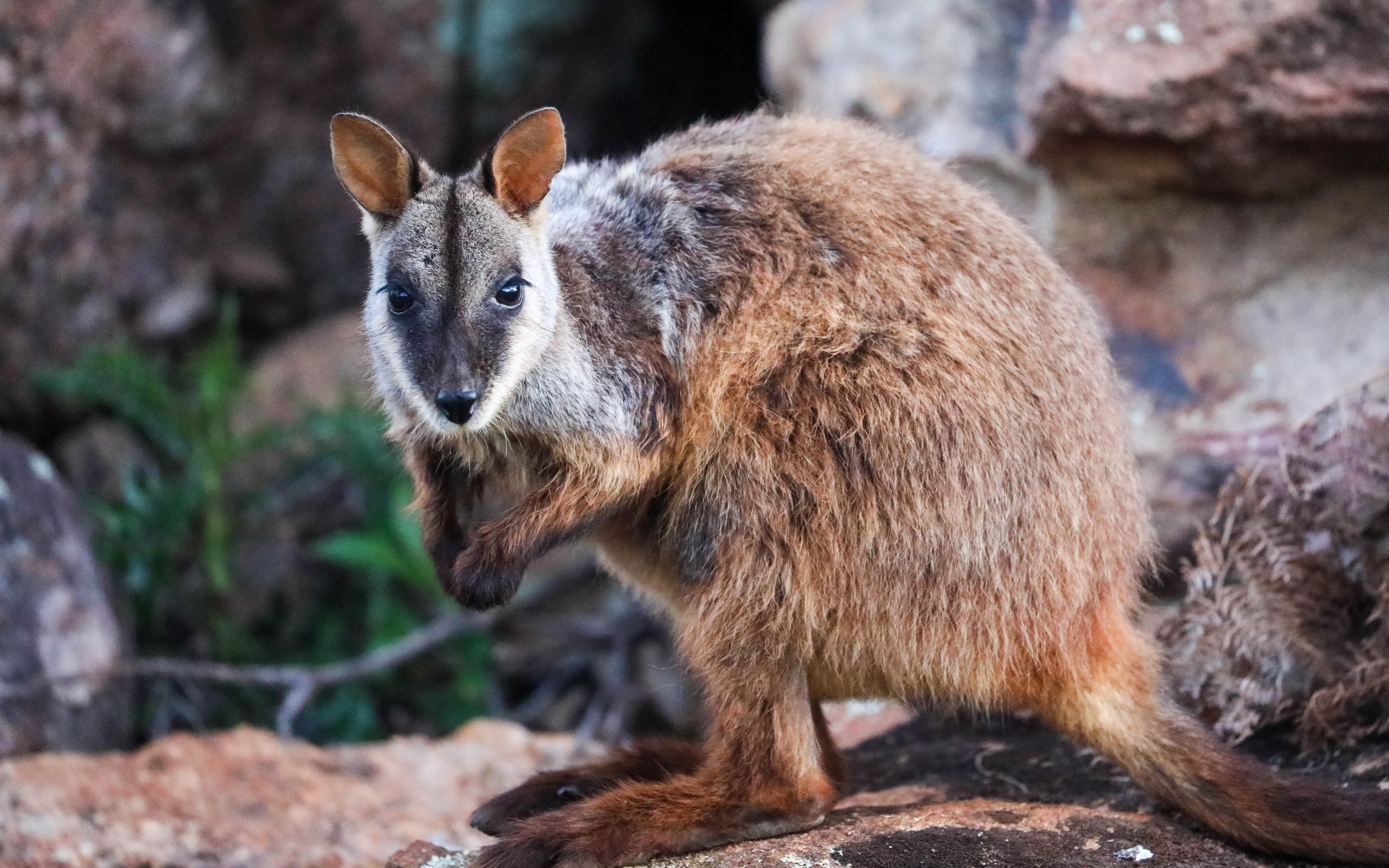 Surprise find of six joeys in pouches of endangered brush-tailed rock ...