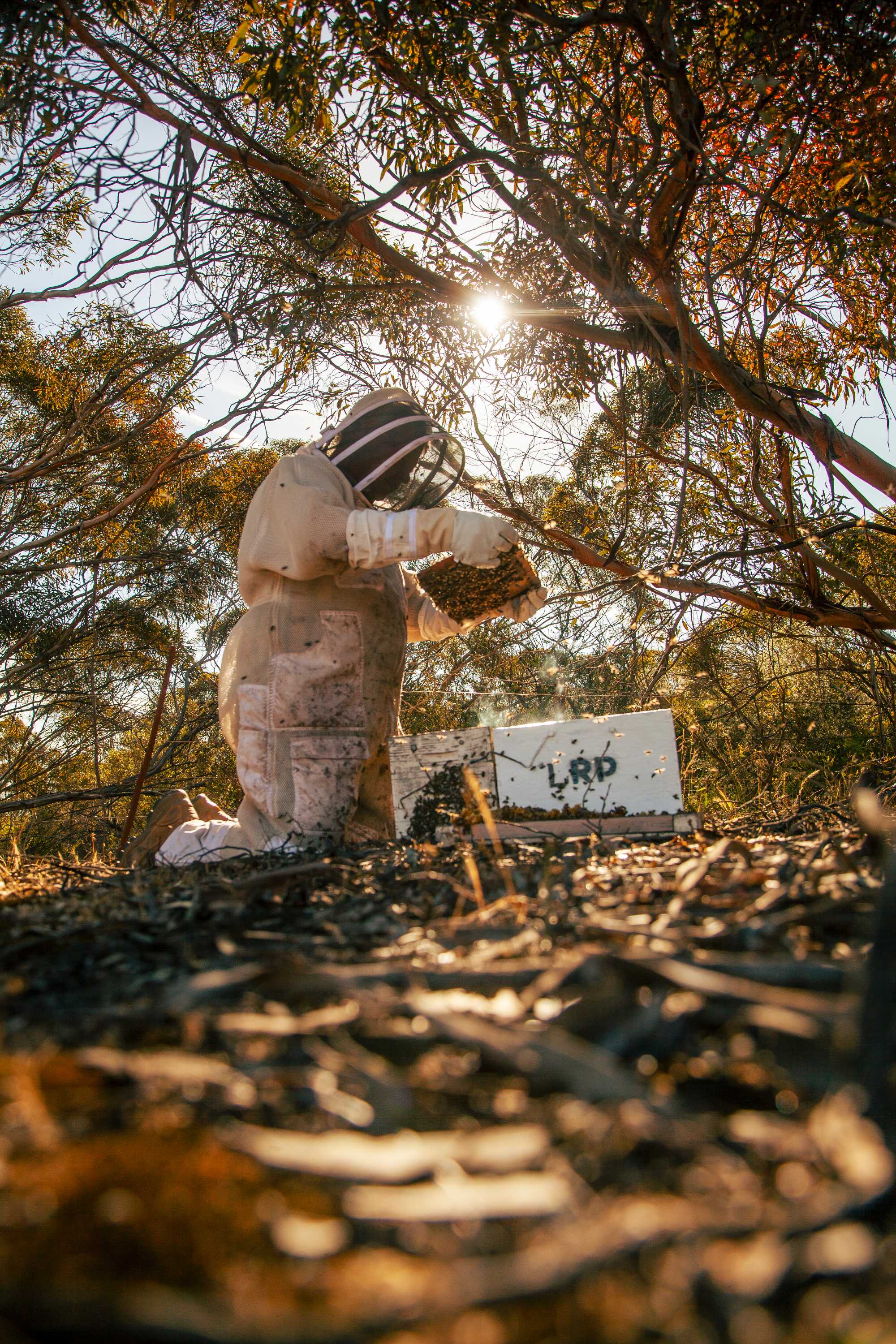 Next stop TV for the Bush Bee Man - ABC listen