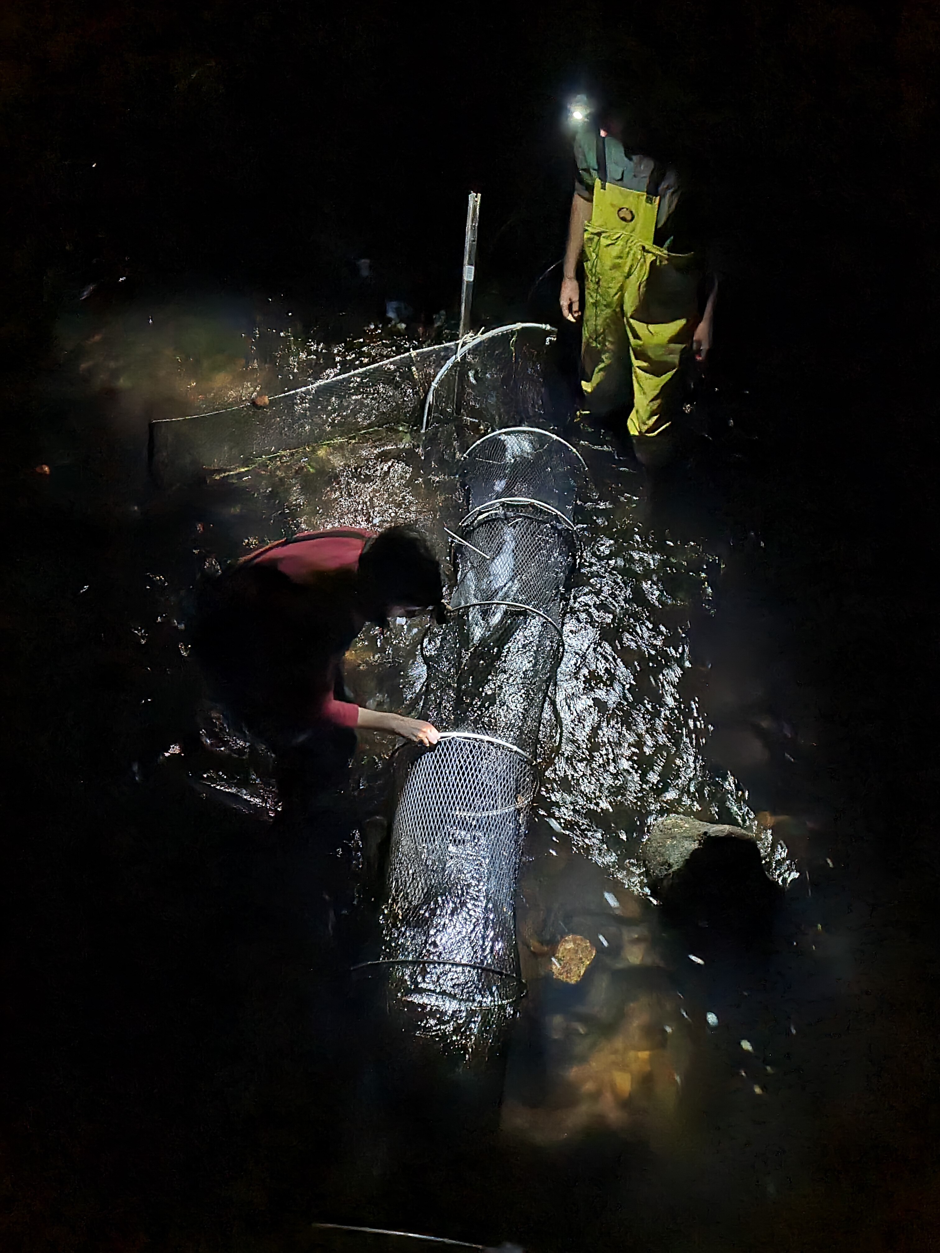 Three more platypuses captured in Wimmera's growing MacKenzie River ...