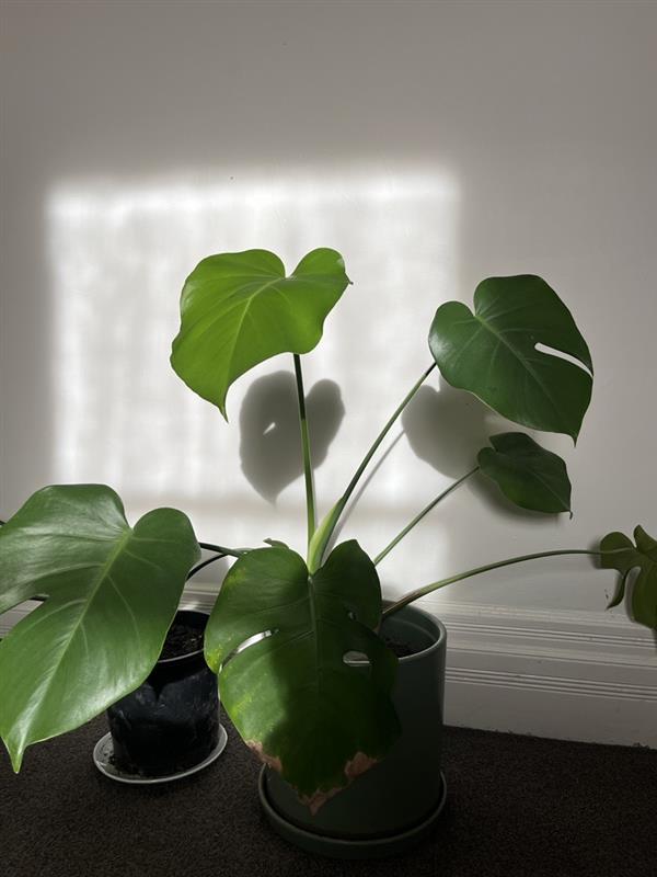 Roots and Shoots with Amber Cunningham and Sabrina Hahn - ABC listen